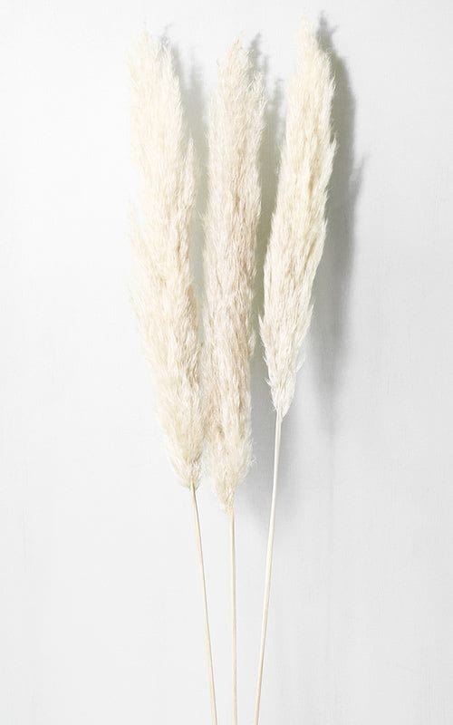 Pampass Grass Natural , 1 Large Stem – Lyba Fleur